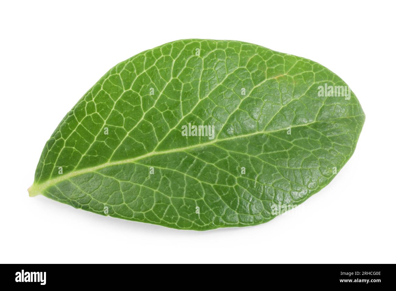 One green blueberry leaf isolated on white Stock Photo - Alamy