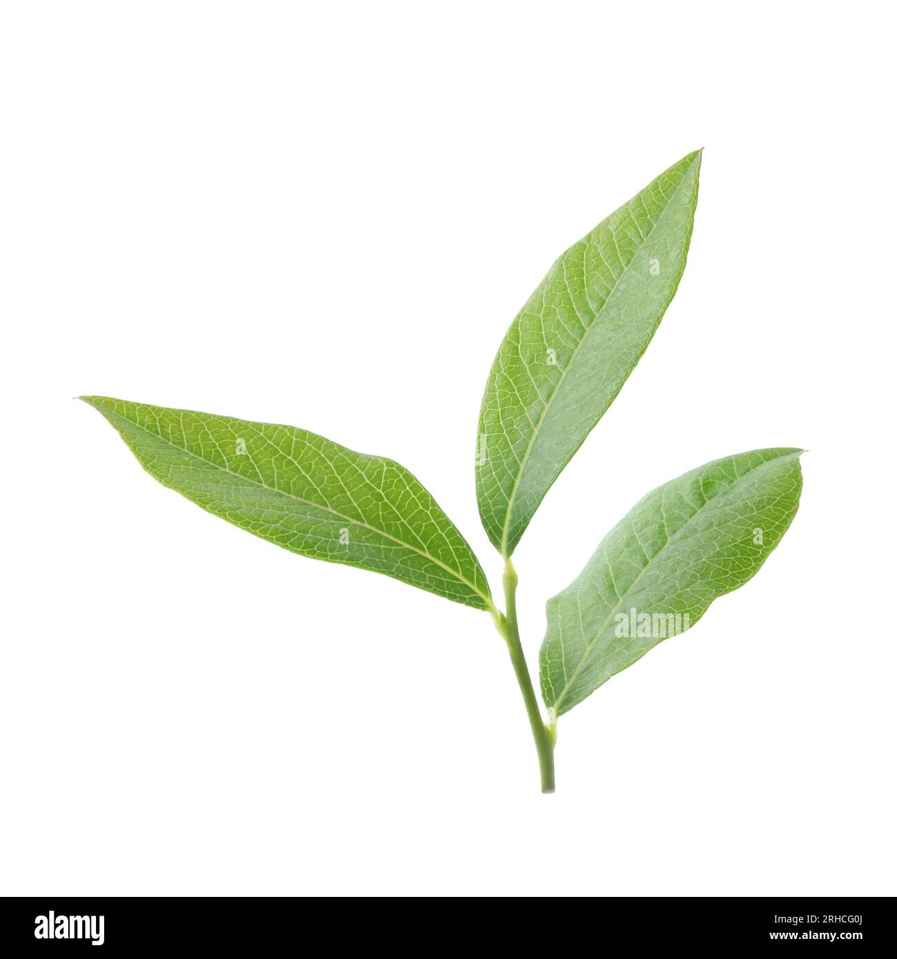Stem with blueberry leaves isolated on white Stock Photo - Alamy
