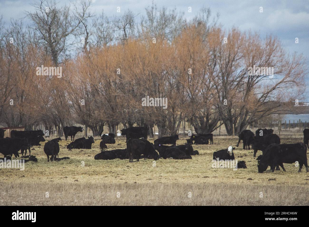 Choteau montana hi-res stock photography and images - Alamy