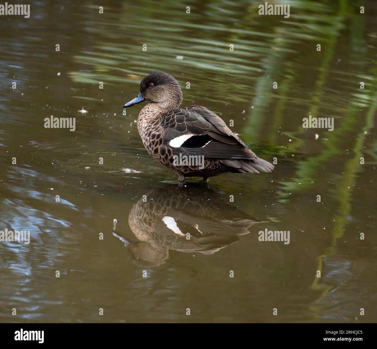 Pacific Black Duck Photo Taken At Local Pond Stock Photo - Alamy