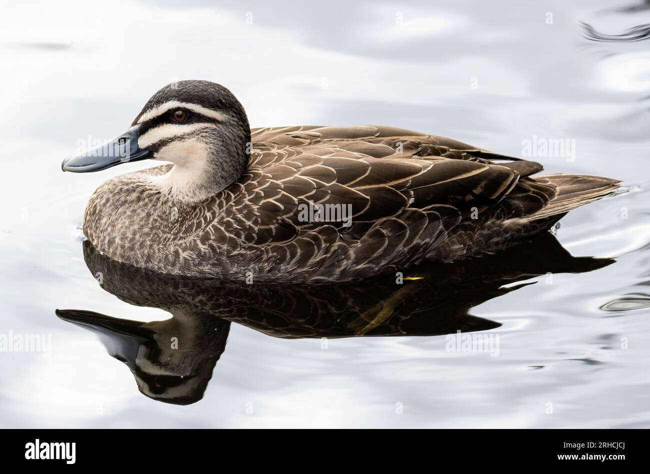 Pacific Black Duck Photo Taken At Local Pond Stock Photo - Alamy