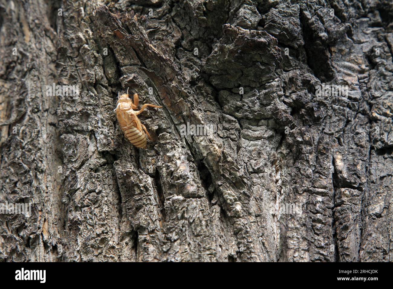 Cicada slough hi-res stock photography and images - Alamy