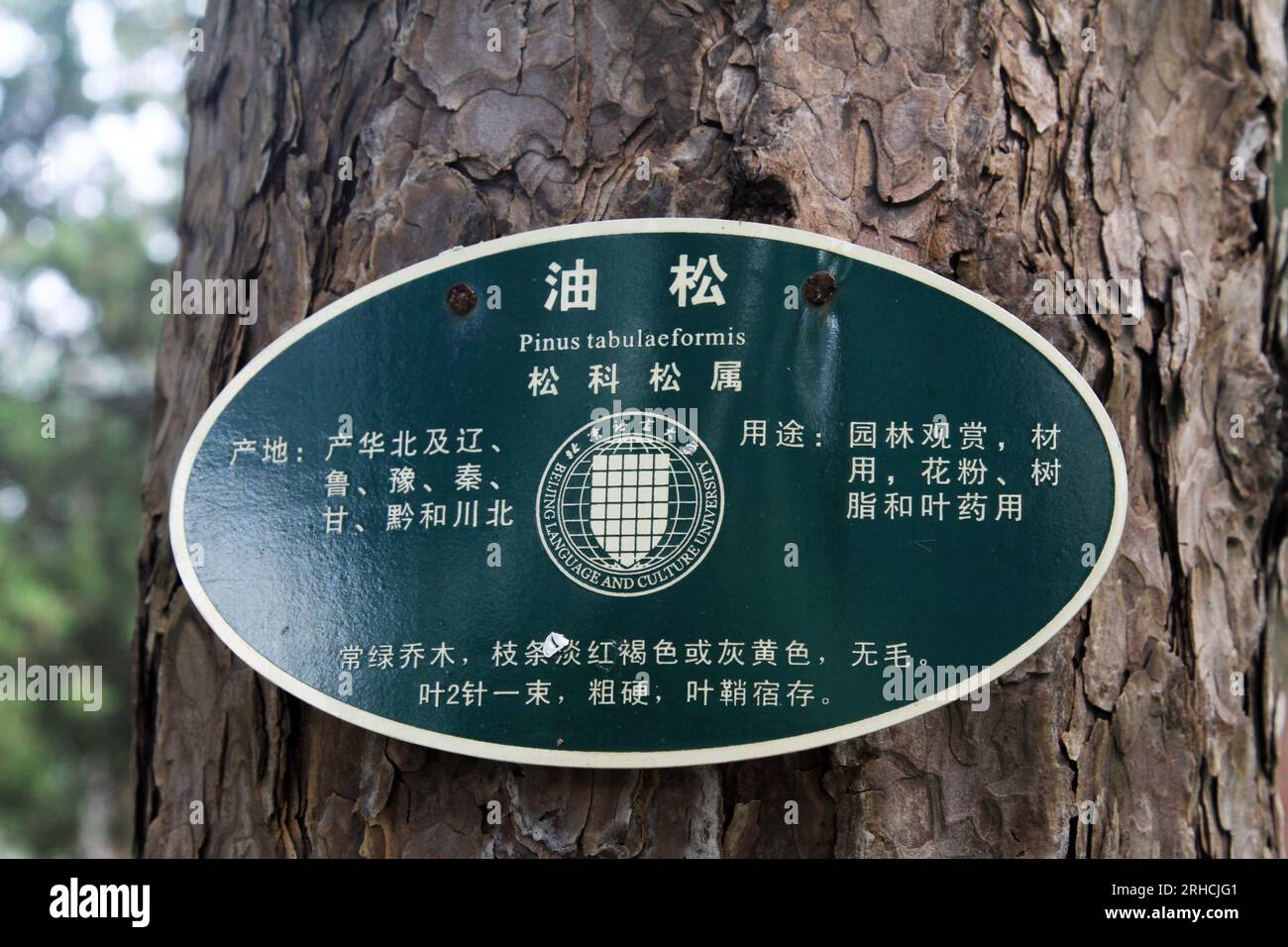 Chinese Pine in a park, north china Stock Photo - Alamy