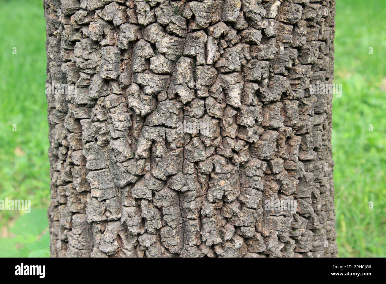 Persimmon Tree Bark Identification