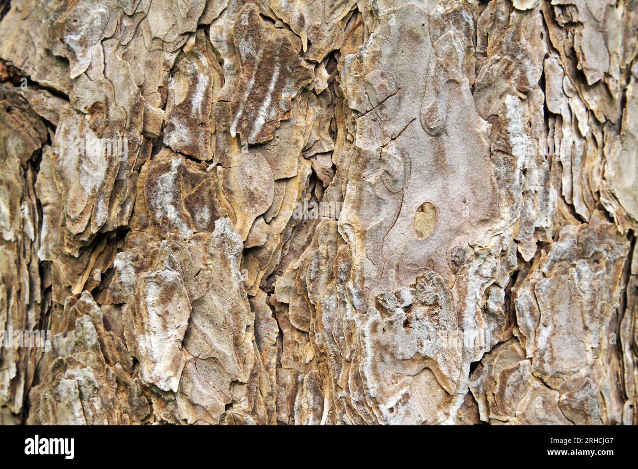 Chinese Pine in a park, north china Stock Photo - Alamy