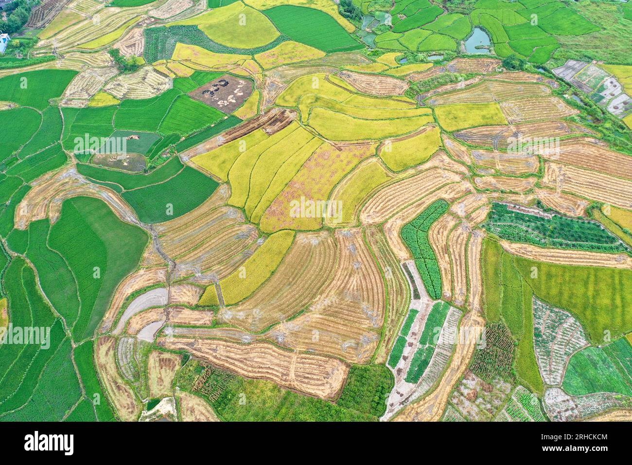 GUILIN, CHINA - AUGUST 15, 2023 - Photo taken on August 15, 2023 shows ...