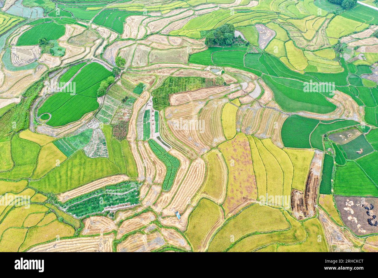 GUILIN, CHINA - AUGUST 15, 2023 - Photo taken on August 15, 2023 shows ...