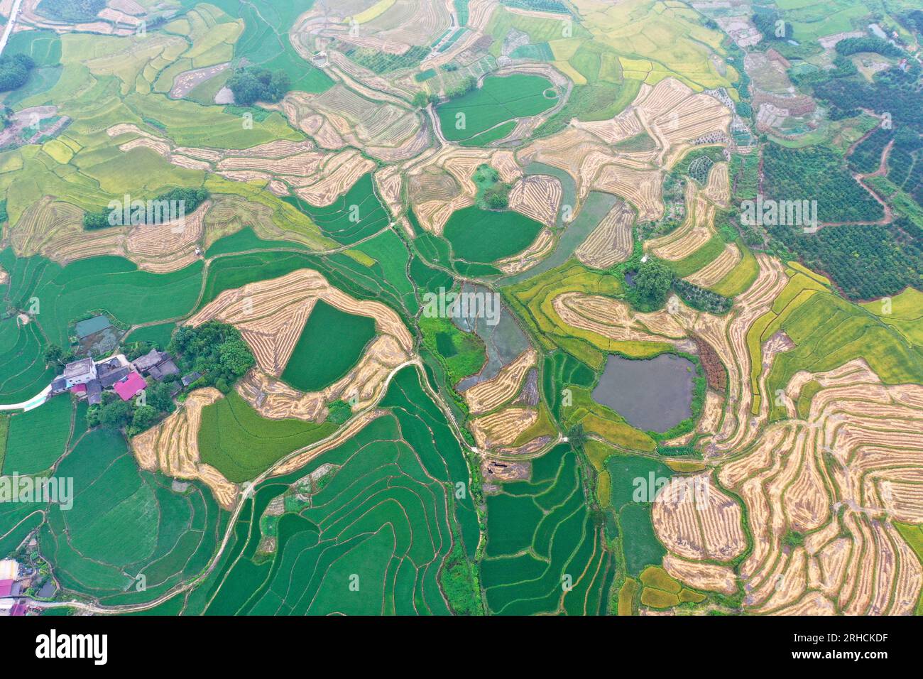 GUILIN, CHINA - AUGUST 15, 2023 - Photo taken on August 15, 2023 shows ...