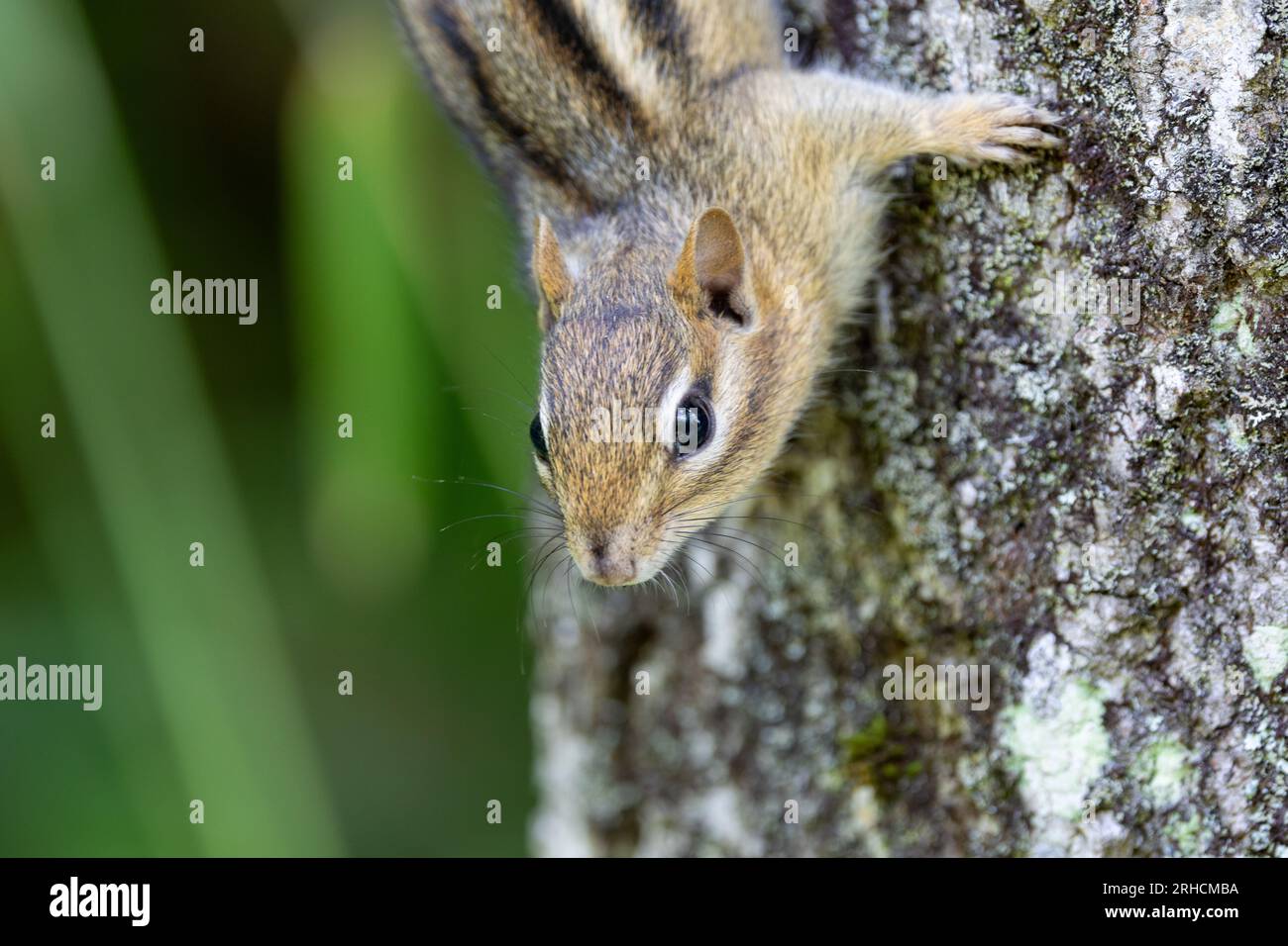 Close-up view of a chipmunk in a tree Stock Photo - Alamy