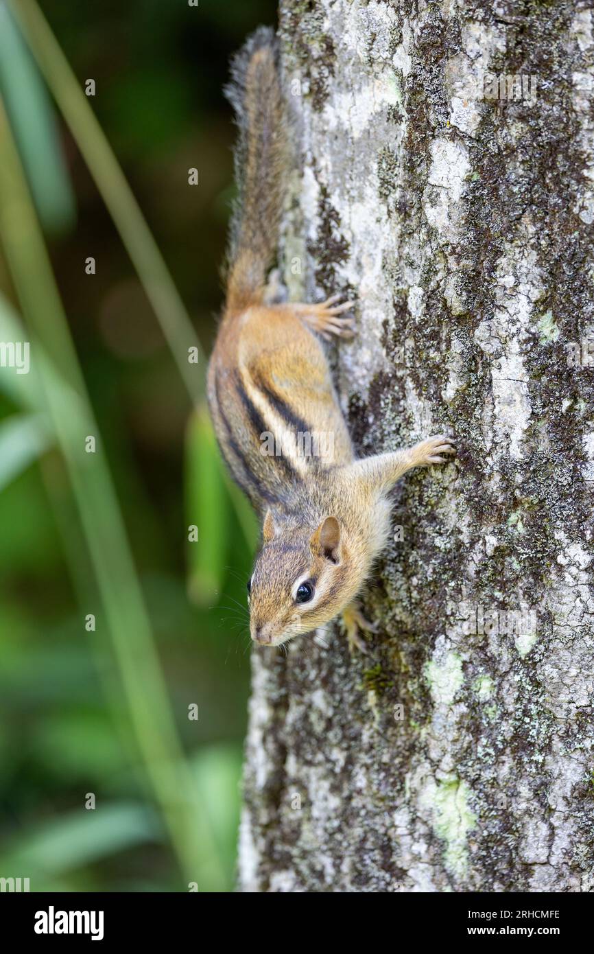 Close-up view of a chipmunk in a tree Stock Photo - Alamy