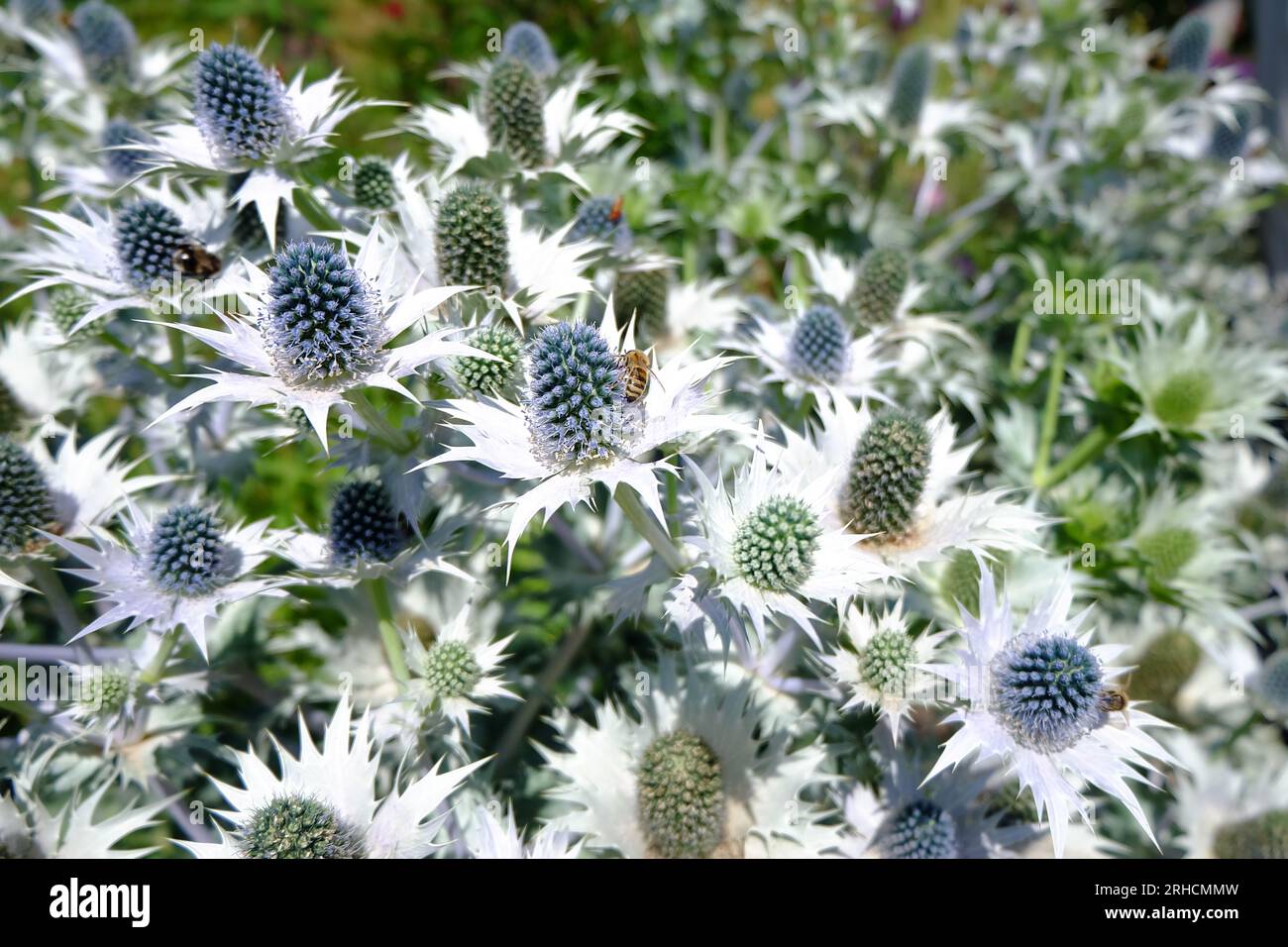 White conifers with bees hi-res stock photography and images - Alamy