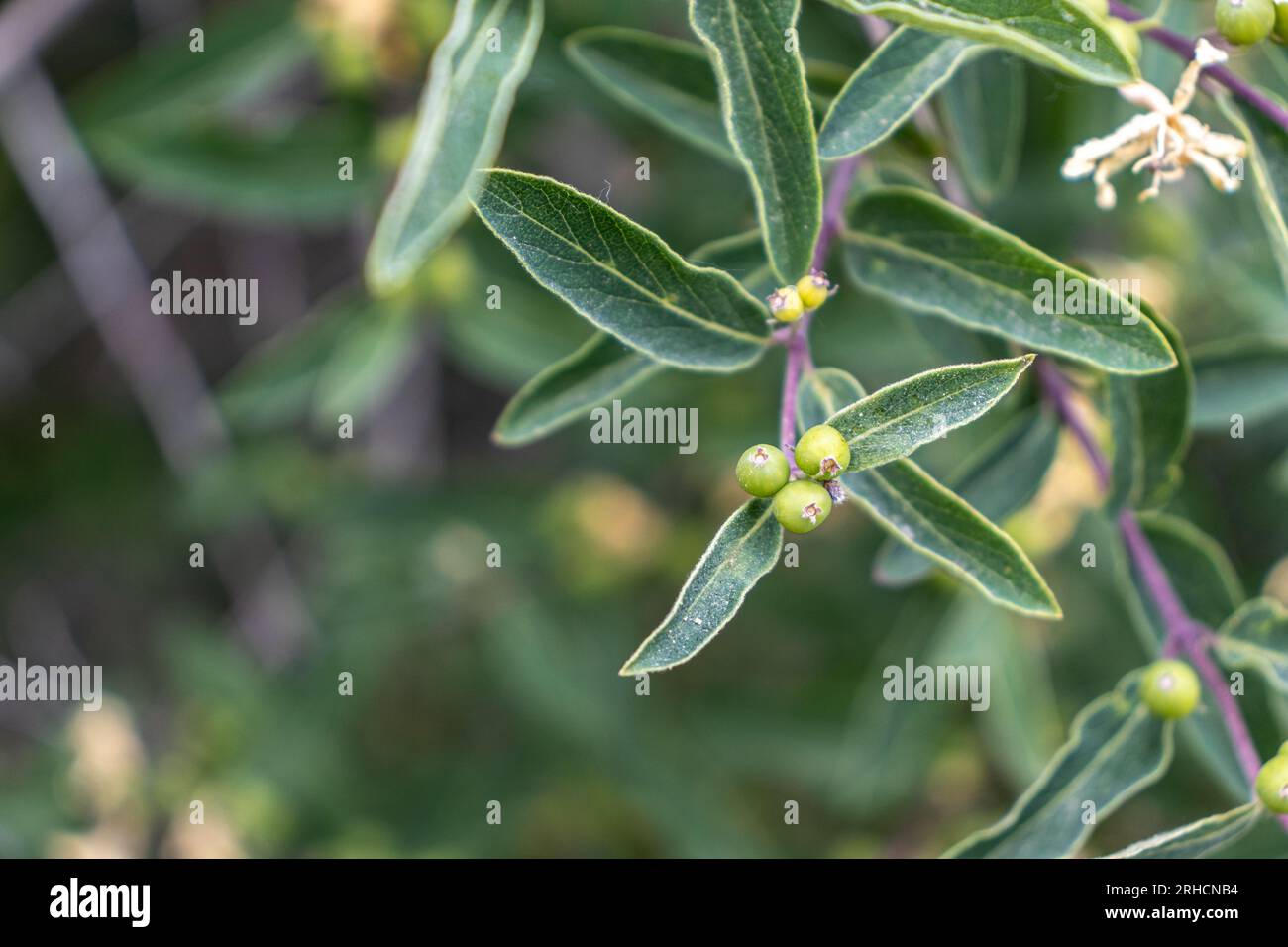 Close-up of green-leaved plant with small green berries - white ...