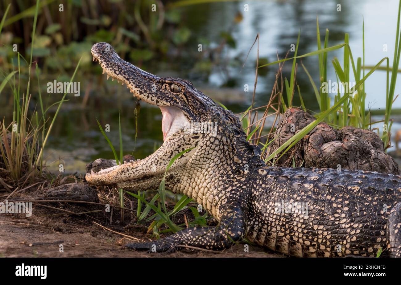 Juvenile alligator hi-res stock photography and images - Alamy