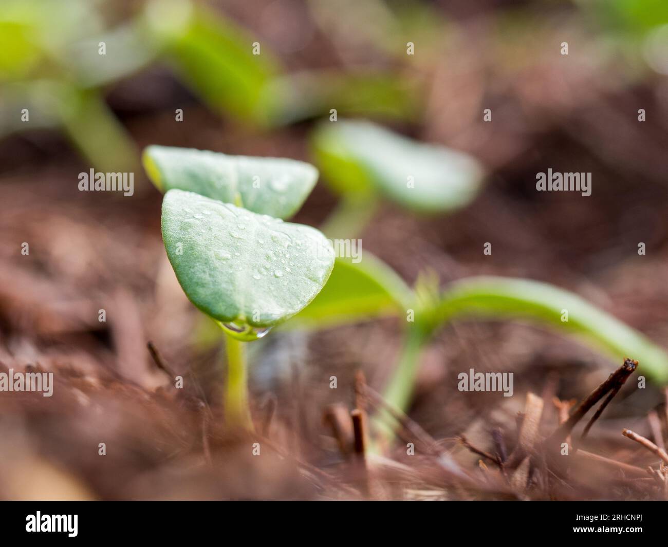 Cucumber seedlings, vegetable plants, grow food at home to save money ...