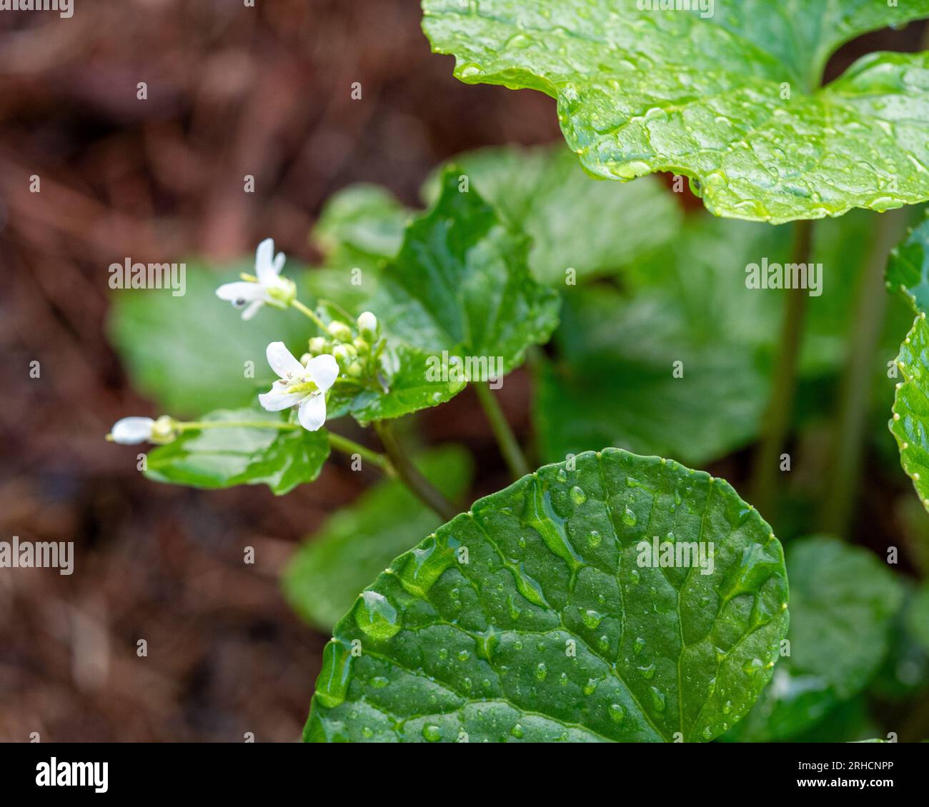 Wasabi plant flowers hi-res stock photography and images - Alamy