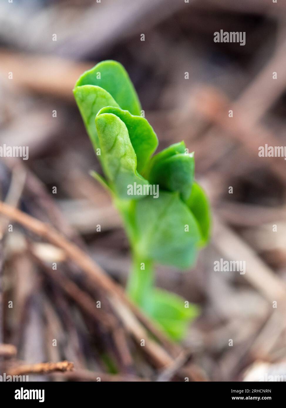 Pea Seedlings germinating, pushing their way up from the ground into ...