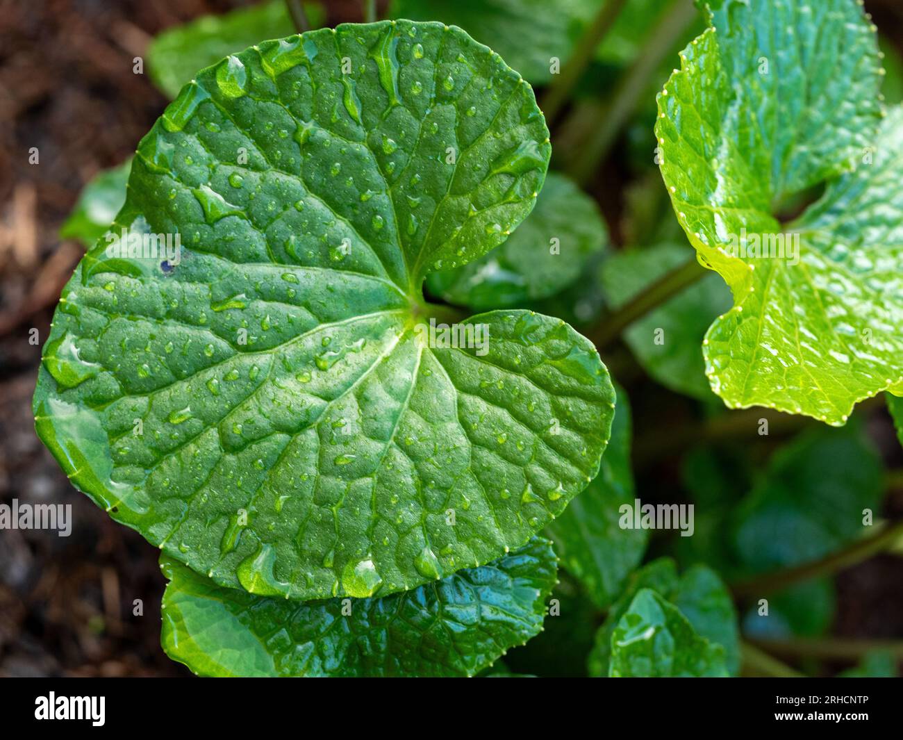 Growing wasabi plant hi-res stock photography and images - Alamy