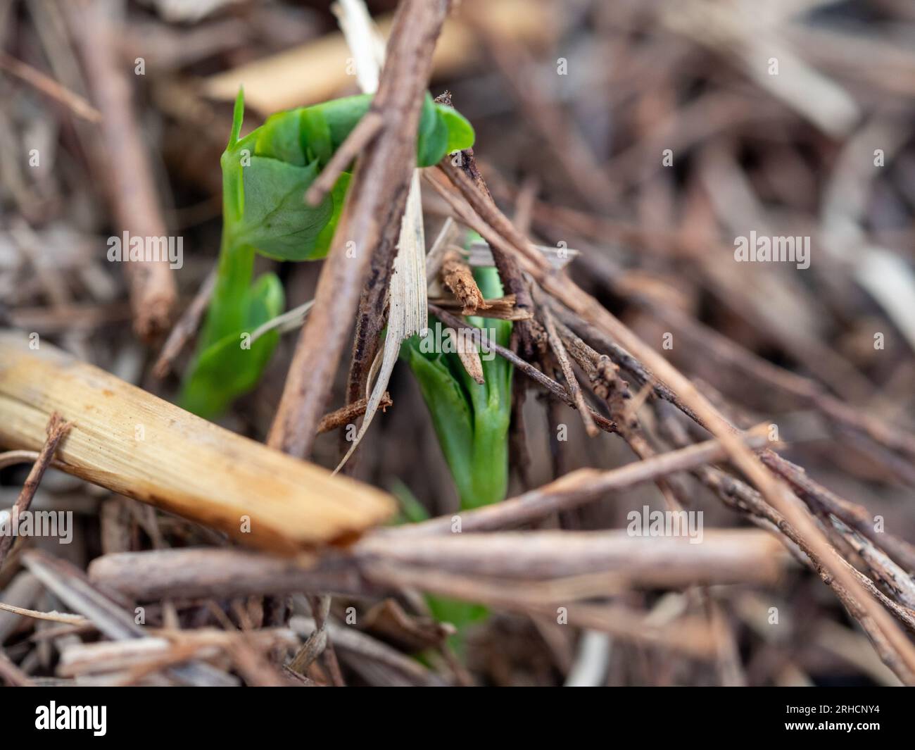 Pea Seedlings pushing their way up from the ground through the ...