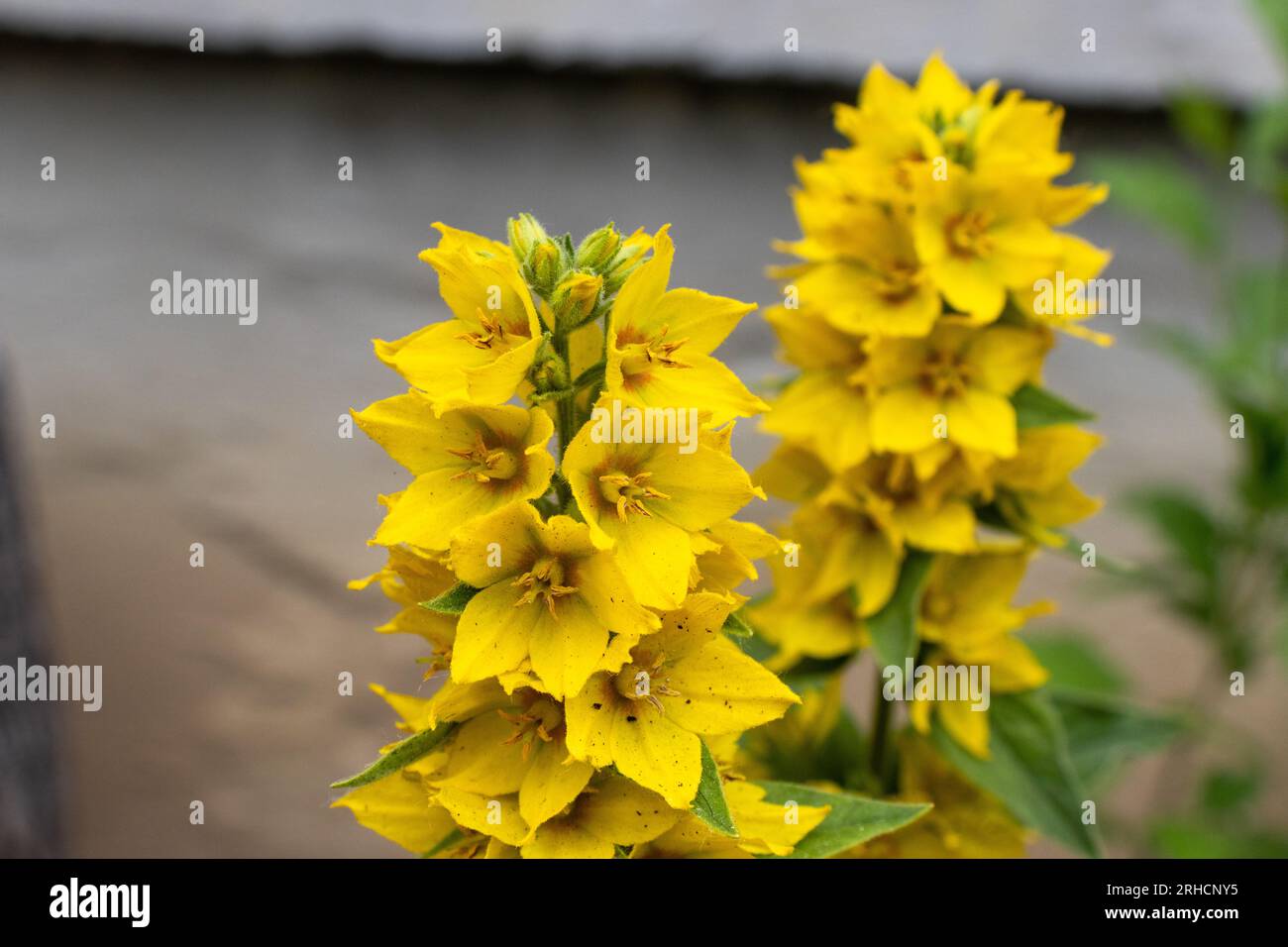 Multiple petal layers hi-res stock photography and images - Alamy