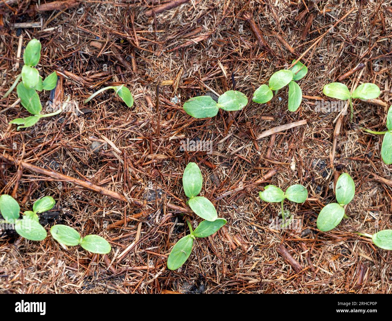 Rows of Cucumber seedlings, vegetable plants, grow food at home to save ...