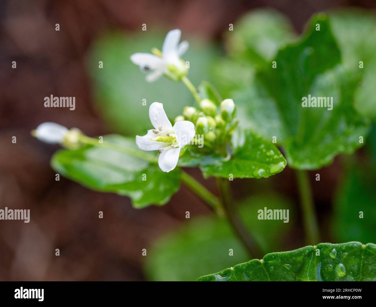 Wasabi plant flowers hi-res stock photography and images - Alamy