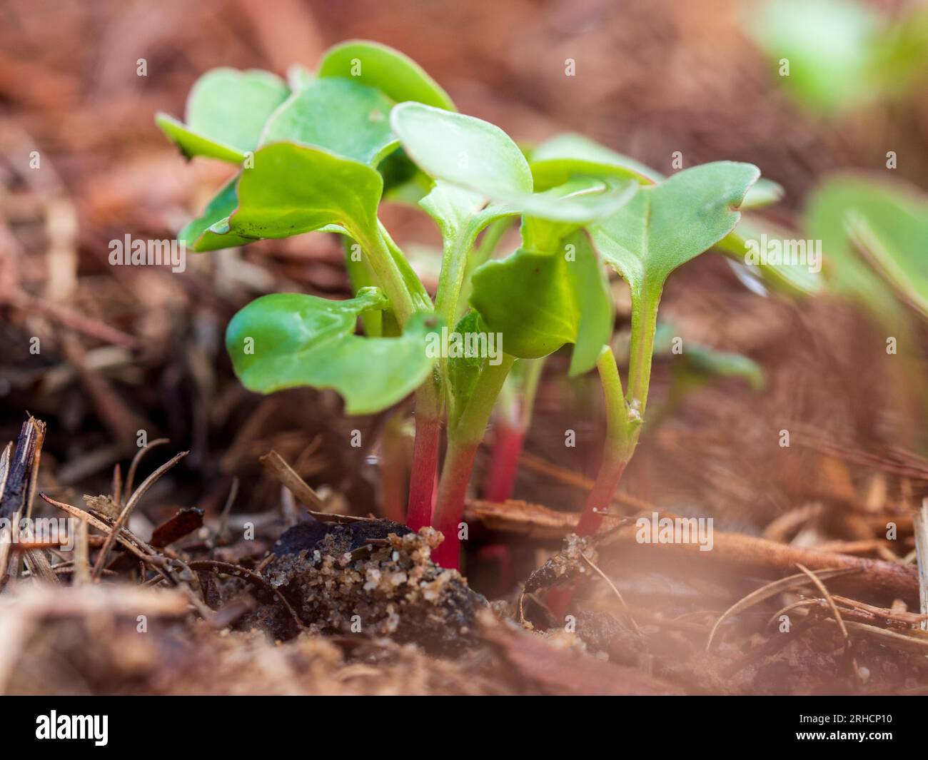 Radish seedlings, homegrown radishes, young plants, growing in ...