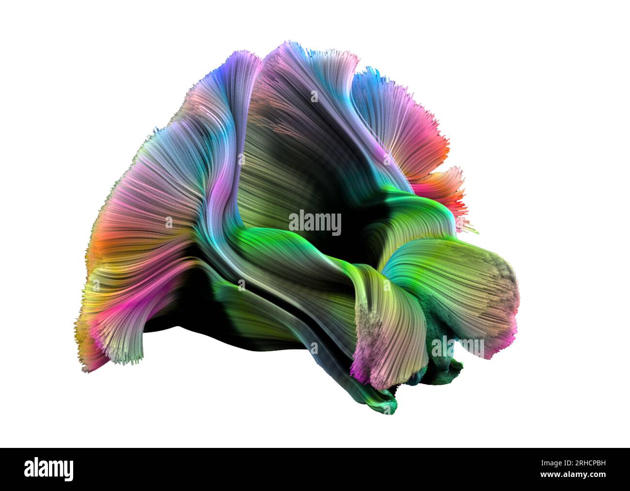 Thalamus and prefrontal cortex, DTI MRI scan Stock Photo - Alamy