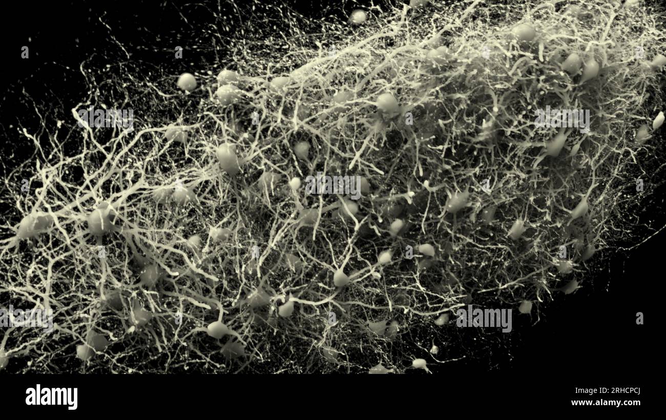 Nerve cells, confocal fluorescent micrograph Stock Photo - Alamy