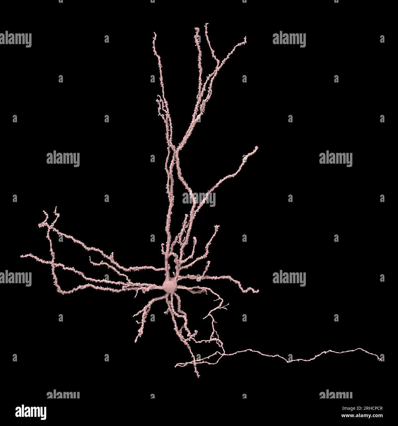 Nerve cell, confocal fluorescent micrograph Stock Photo - Alamy
