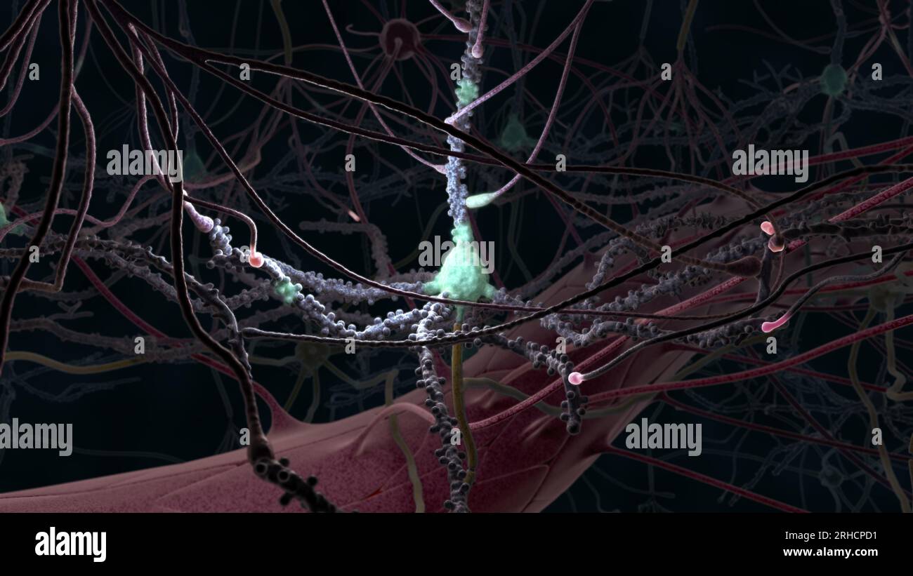 Nerve cell, illustration Stock Photo - Alamy