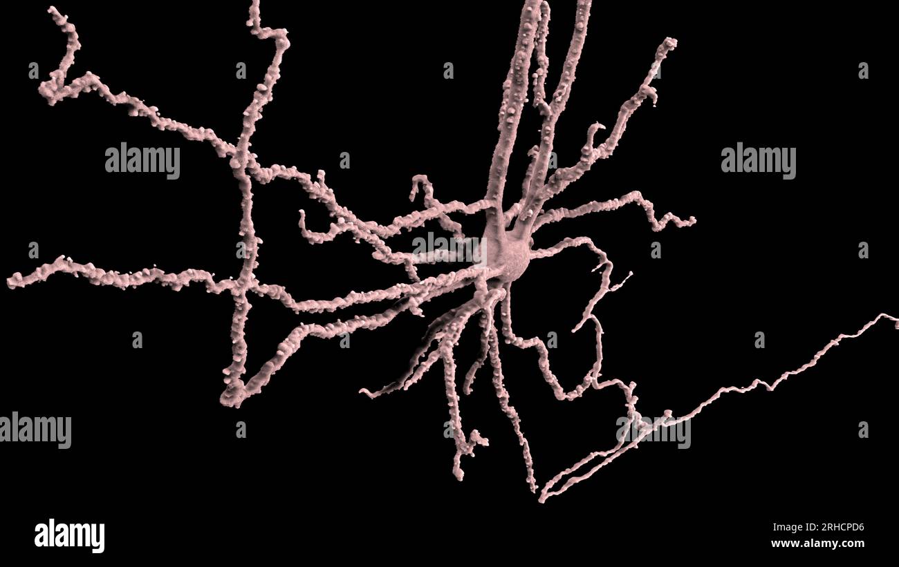 Nerve cell, confocal fluorescent micrograph Stock Photo - Alamy