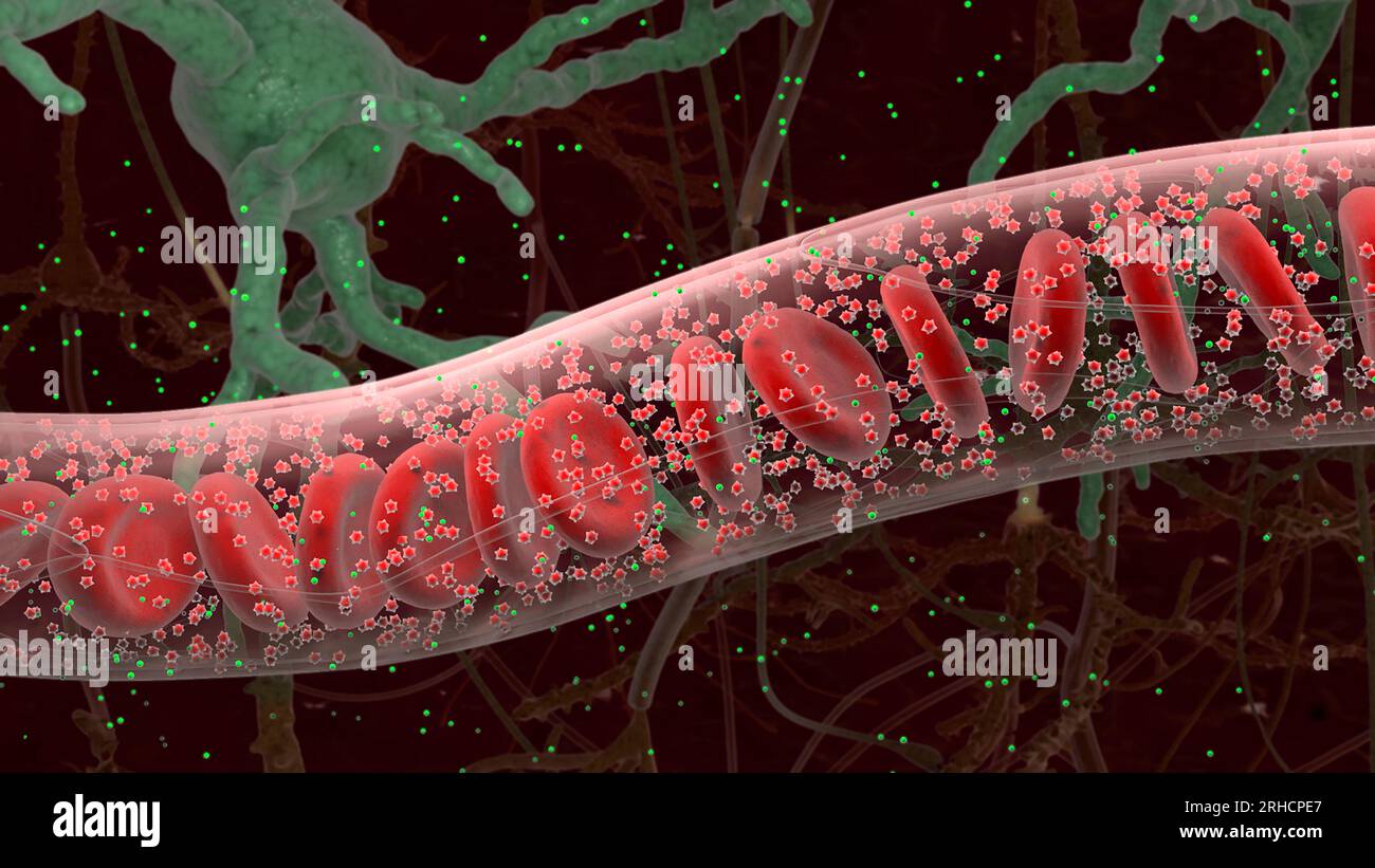 Brain capillary, illustration Stock Photo - Alamy Brain capillary, illustration Stock Photo - Alamy