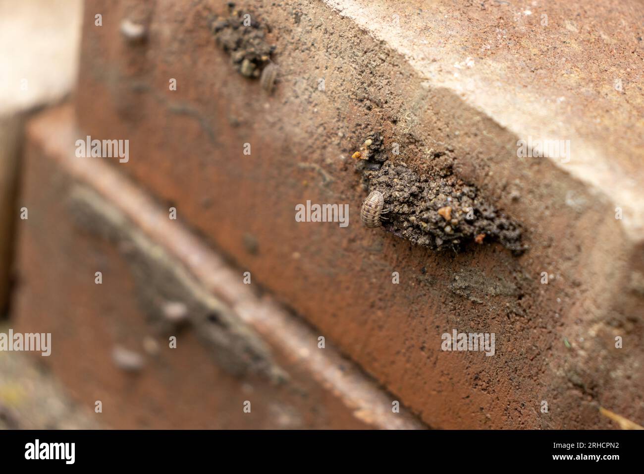 Close-up of brown brick wall - pillbugs clustered on right side - small ...