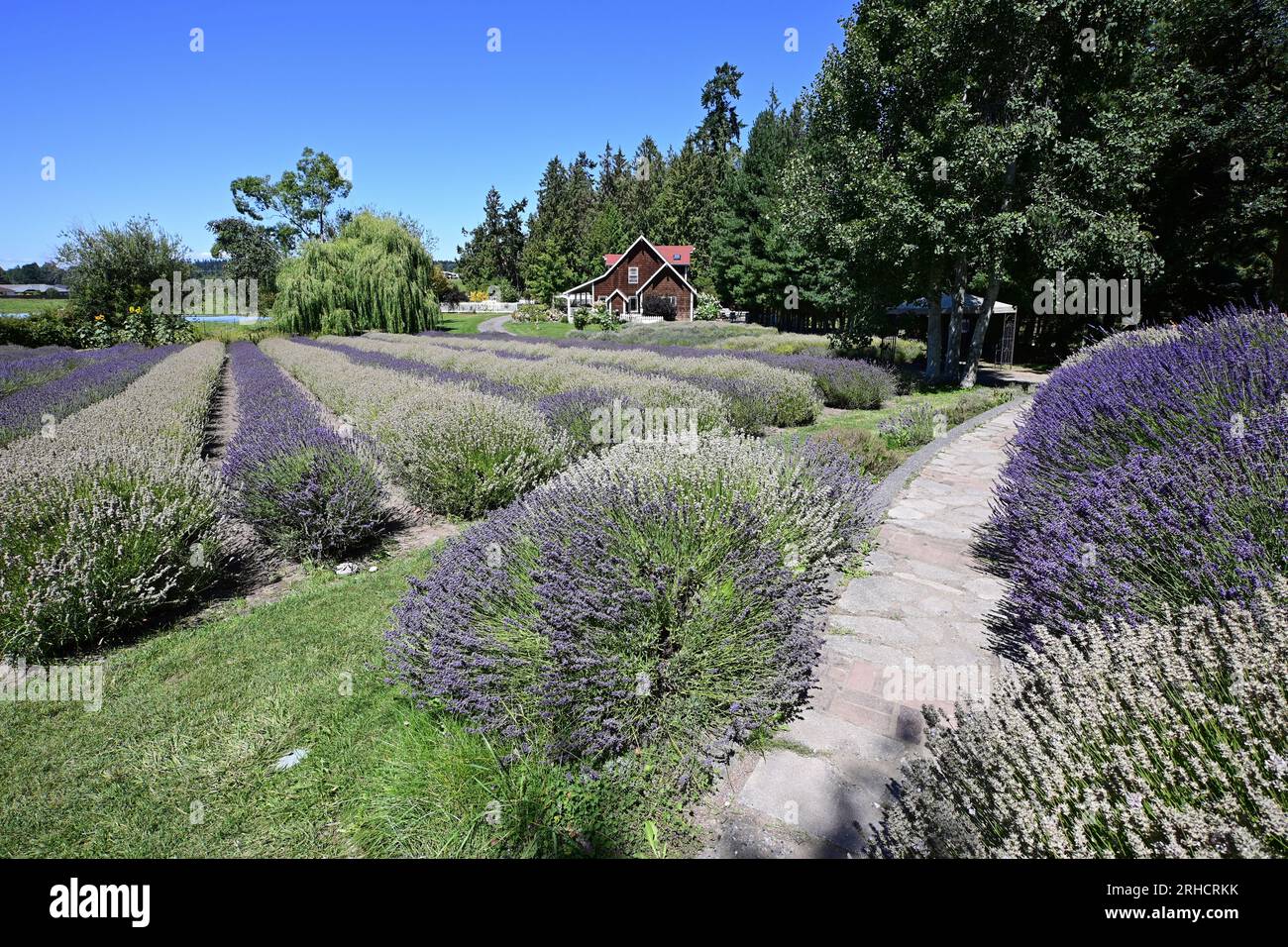 Sequim, Washington - August 3, 2023 - Scenic lavender farm and fields ...