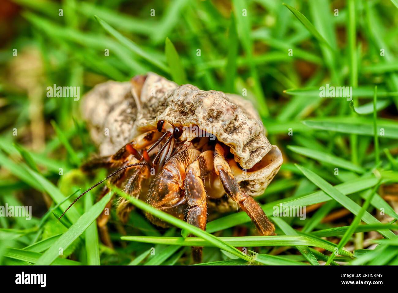 Shallow depth of field view of a hermit crab (Latin, Pagurus) in the ...