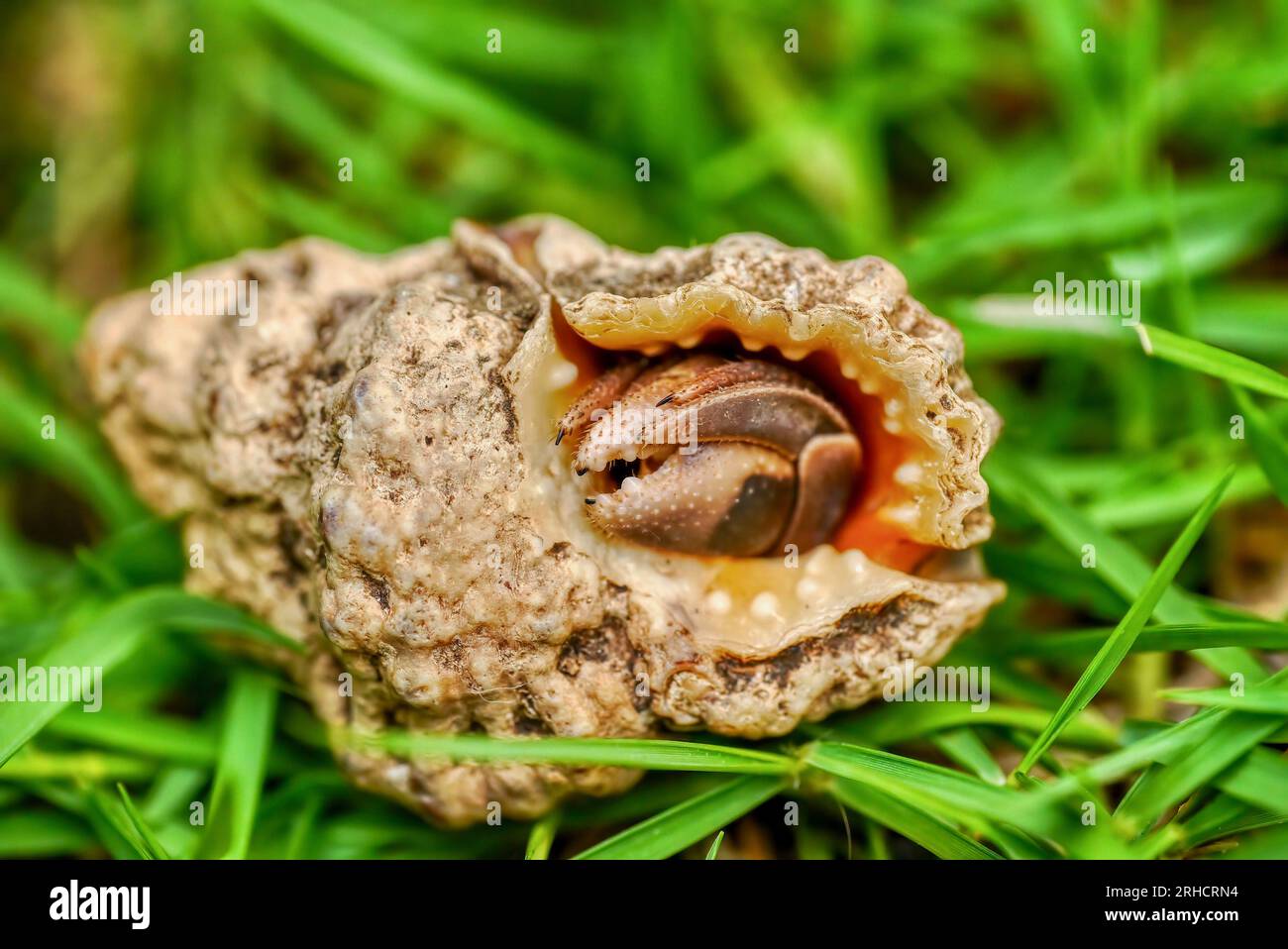 Curled animals hi-res stock photography and images - Alamy