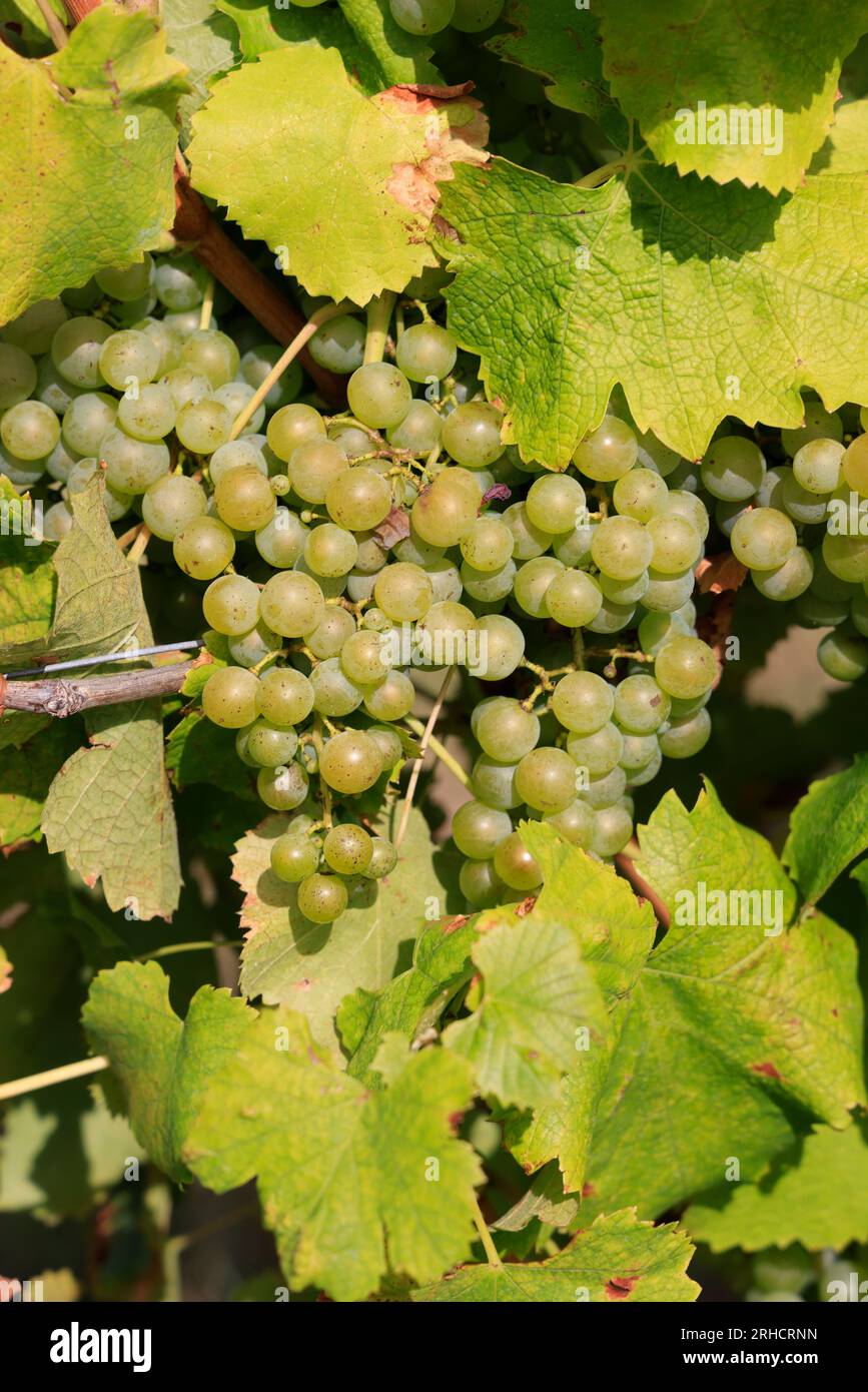 Vigne et vins hi-res stock photography and images - Alamy