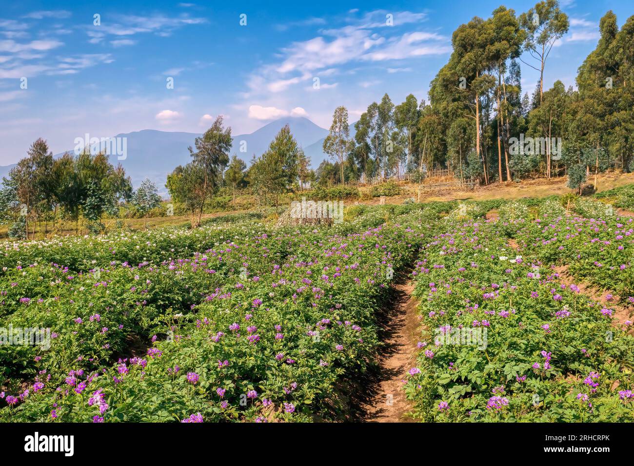 Potato fields on cleared land which was former mountain gorilla habitat ...