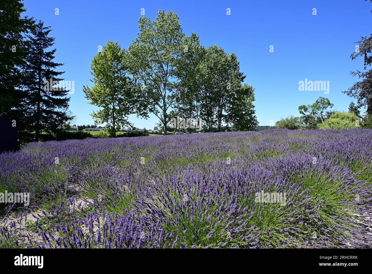 Sequim, Washington - August 3, 2023 - Scenic lavender farm and fields ...