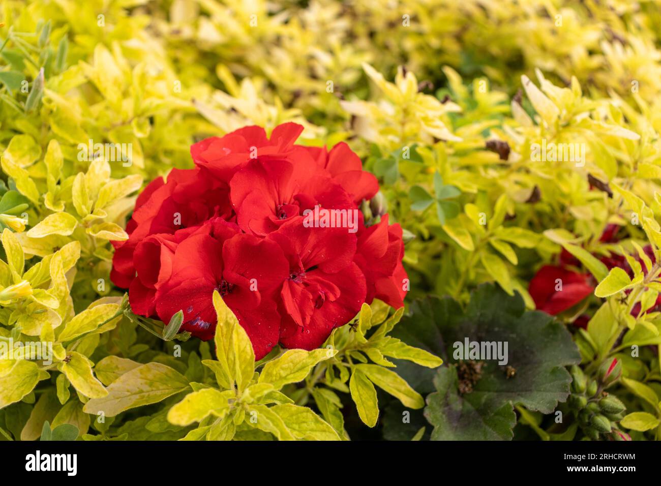 Red geranium flower in full bloom - deep red petals and darker center ...