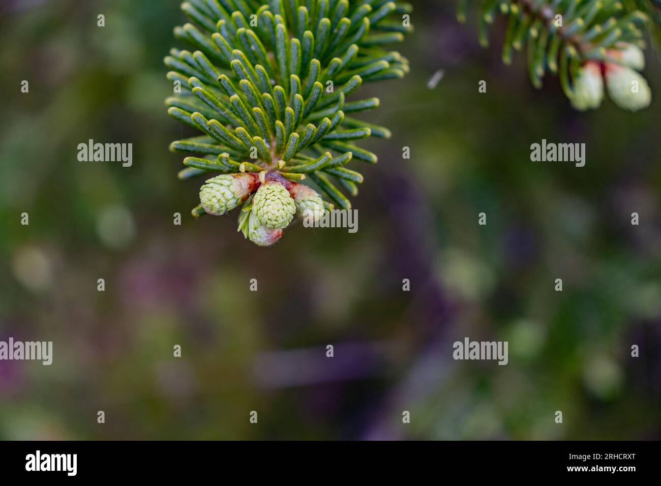Immature pine cones hi-res stock photography and images - Alamy