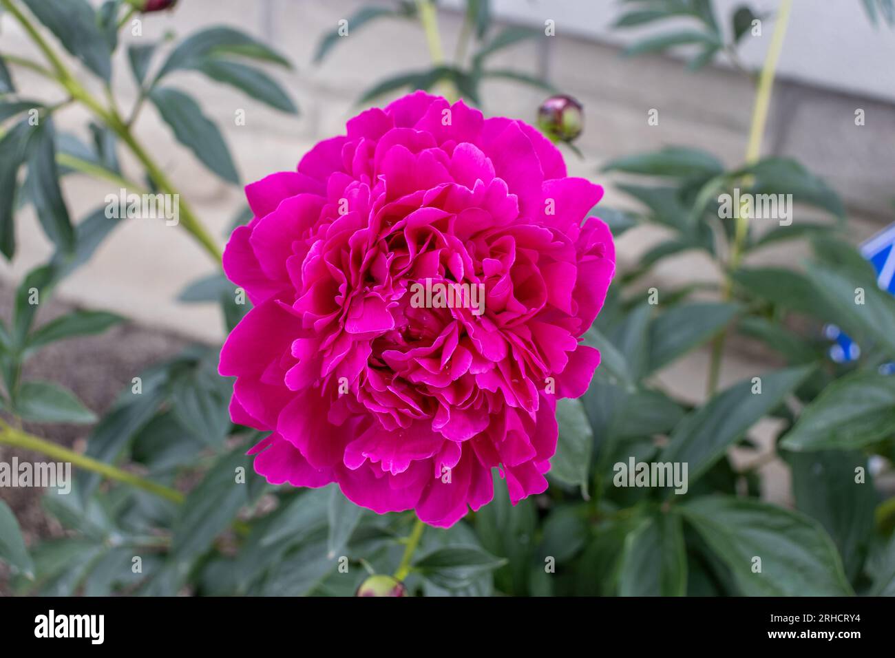 Pink peony flower in full bloom - deep pink ruffled petals - dark green ...