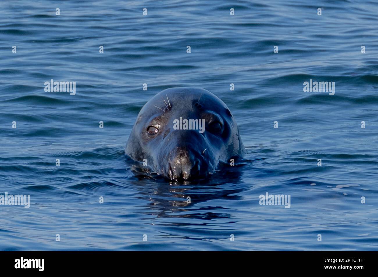 Seal swimming near the north end of Block Island, Rhode Island, August ...