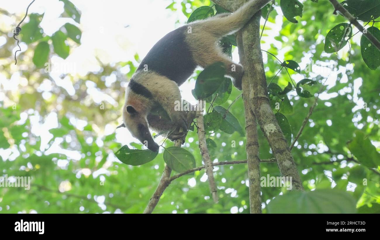 Lesser ant eater climbing hi-res stock photography and images - Alamy