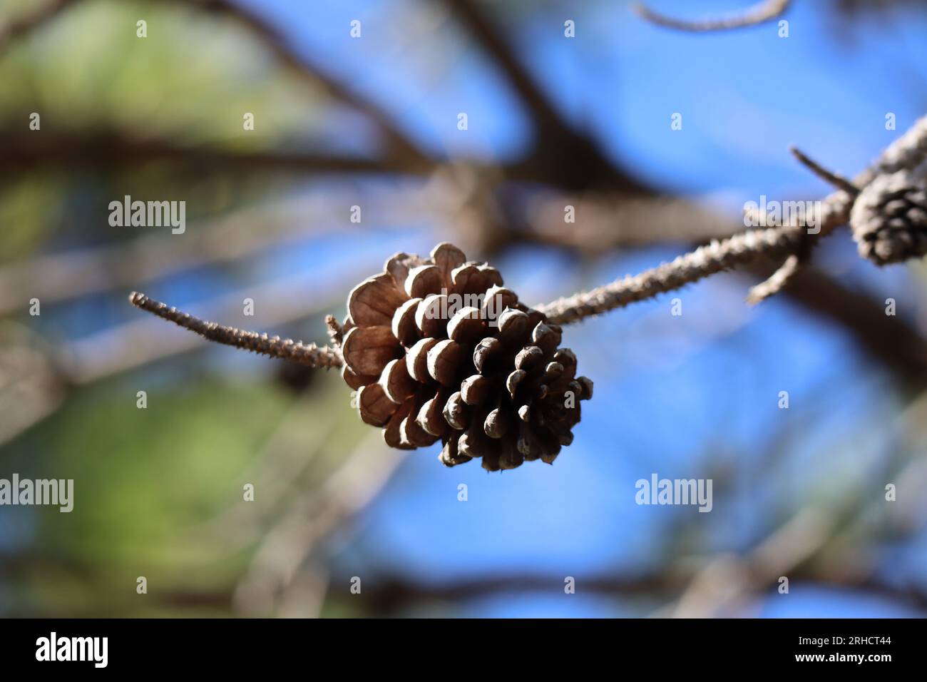 Pinecone nature pinetree hi-res stock photography and images - Alamy