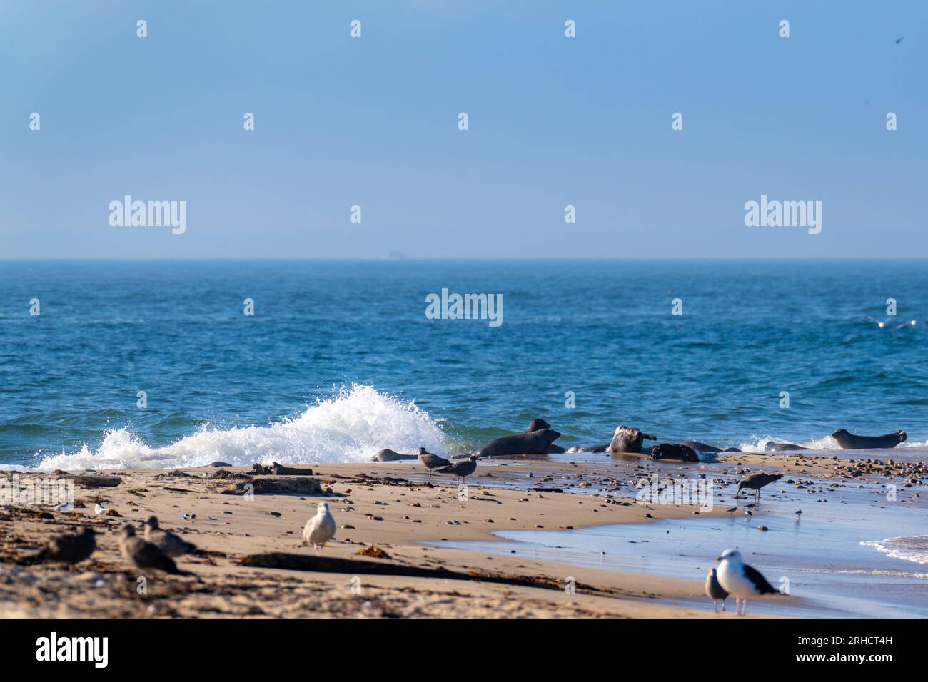 Seal resting on the beach at the north end of Block Island, Rhode ...