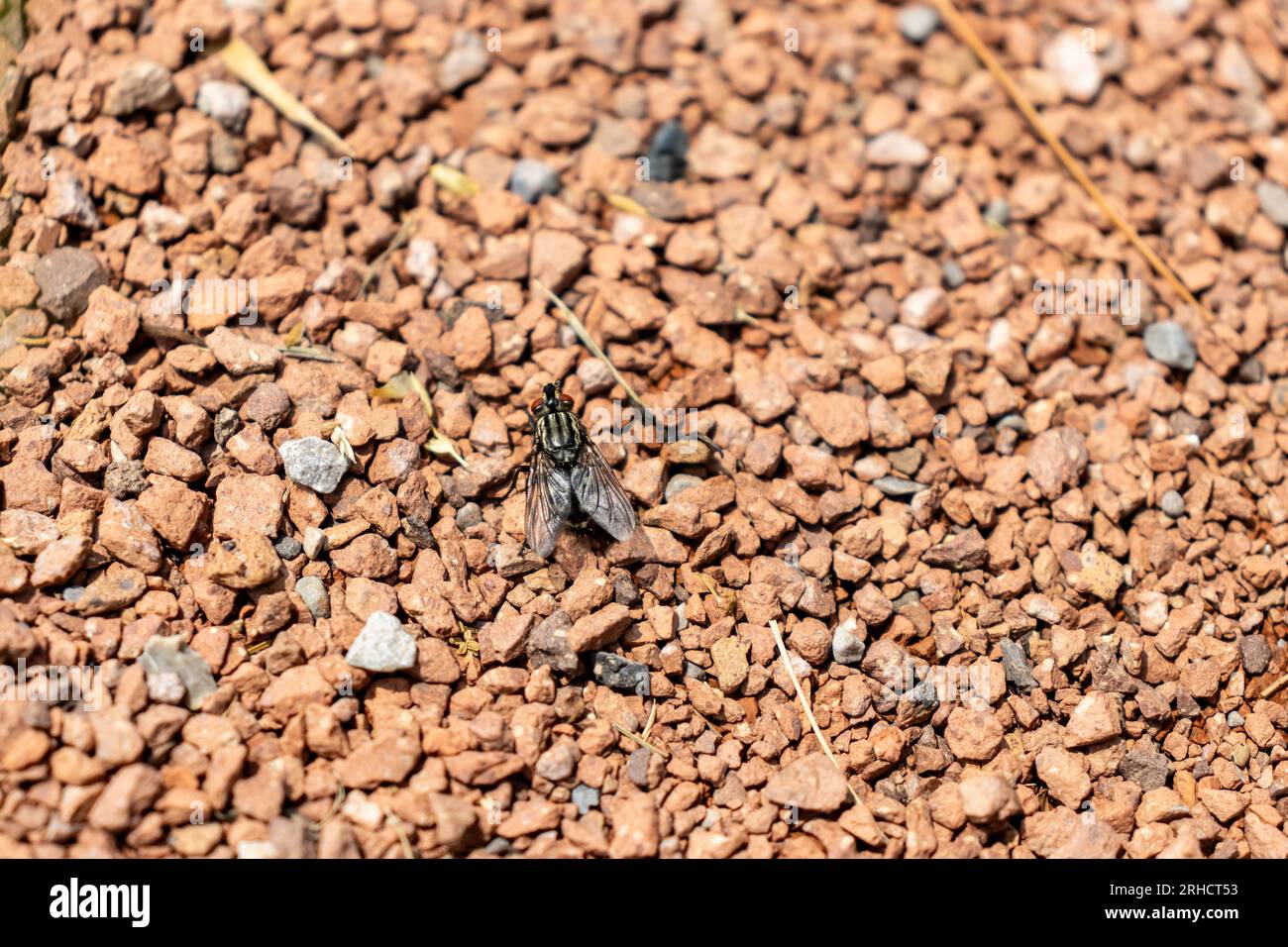 Fly with wings and antennae - close up on red rocks - blurred ...