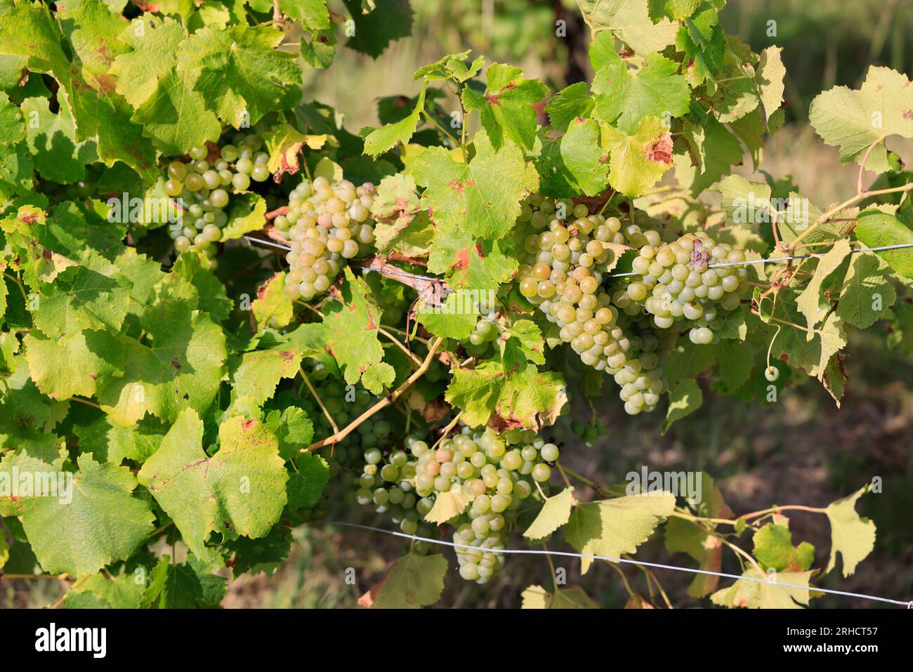 Vignoble, vigne et raisin de l’Entre-deux-Mers. Production de vin blanc ...