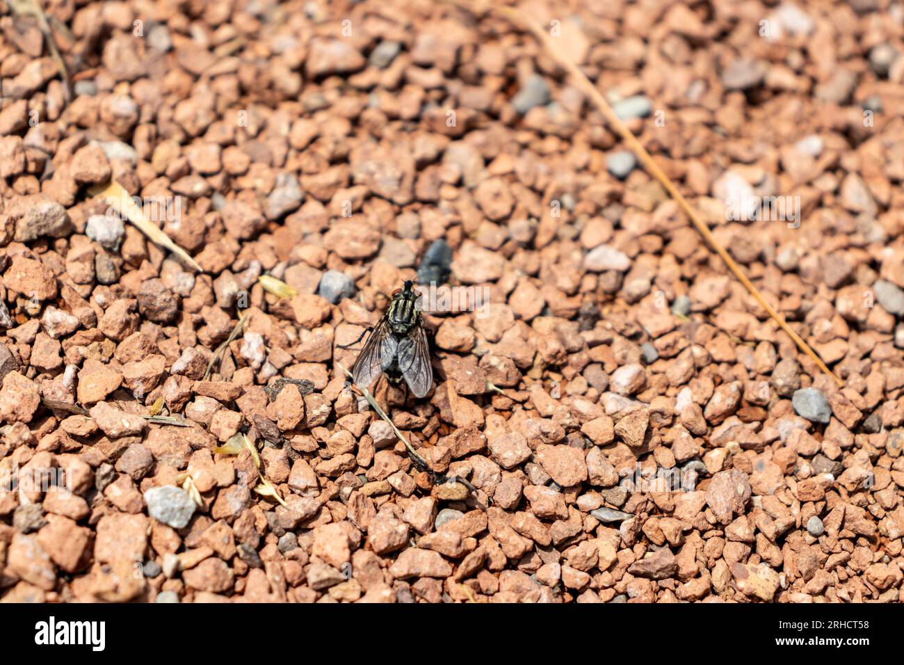 Fly with wings and antennae - close up on red rocks - blurred ...