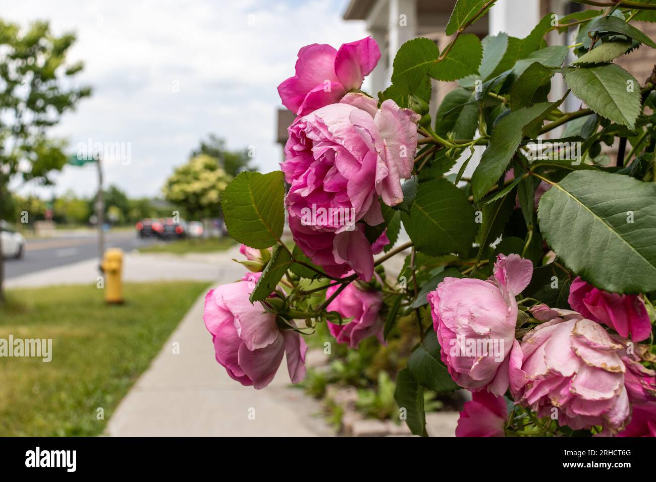 A low-angle shot of light pink roses on a bush - sidewalk, fire hydrant ...